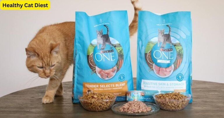 Purina vs. Blue Buffalo: Which Cat Food Is Truly Better? - Healthy Cat Diet