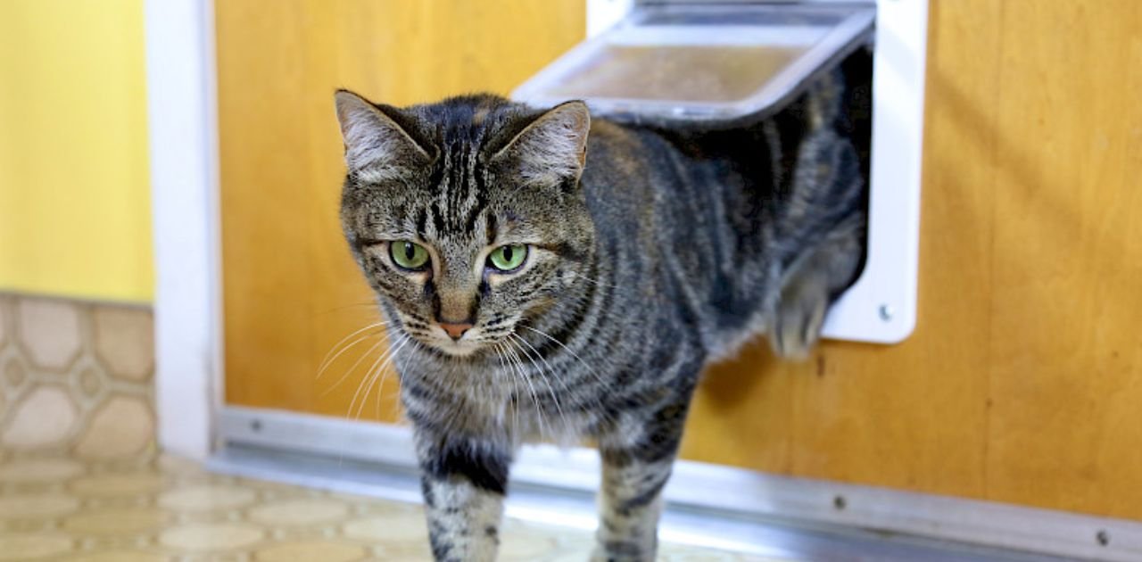 Cat Flap Guide 2025: Best Types, Safety Tips & Training for Cats
